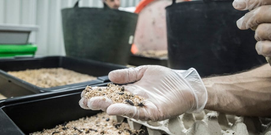 ¿Qué es la ganadería de insectos y cuáles son sus beneficios?