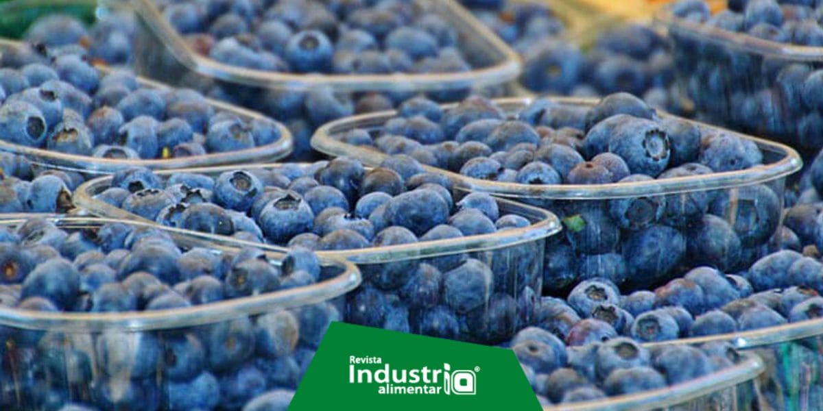 Bloom Fresh adquiere programa genético de arándanos de Inka’s Berries