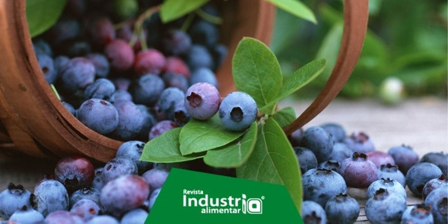 Científicos registran 4 nuevas especies de “berries” andinos