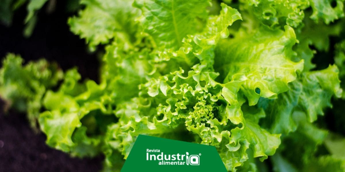 Cultivan lechuga con inteligencia artificial