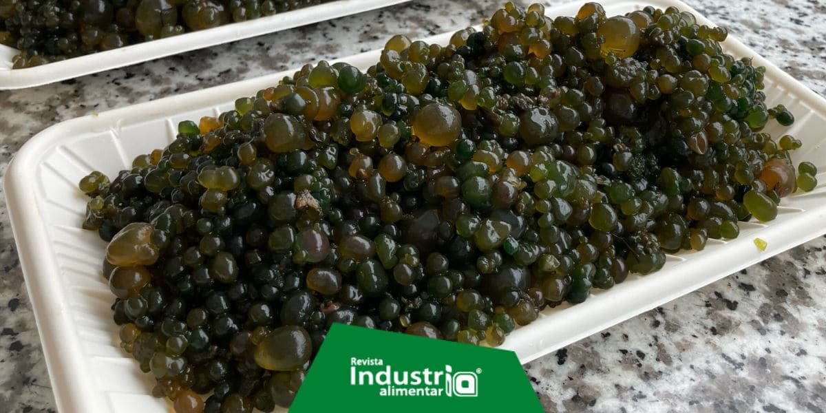 Cushuro: El superalimento peruano utilizado para combatir enfermedades ...