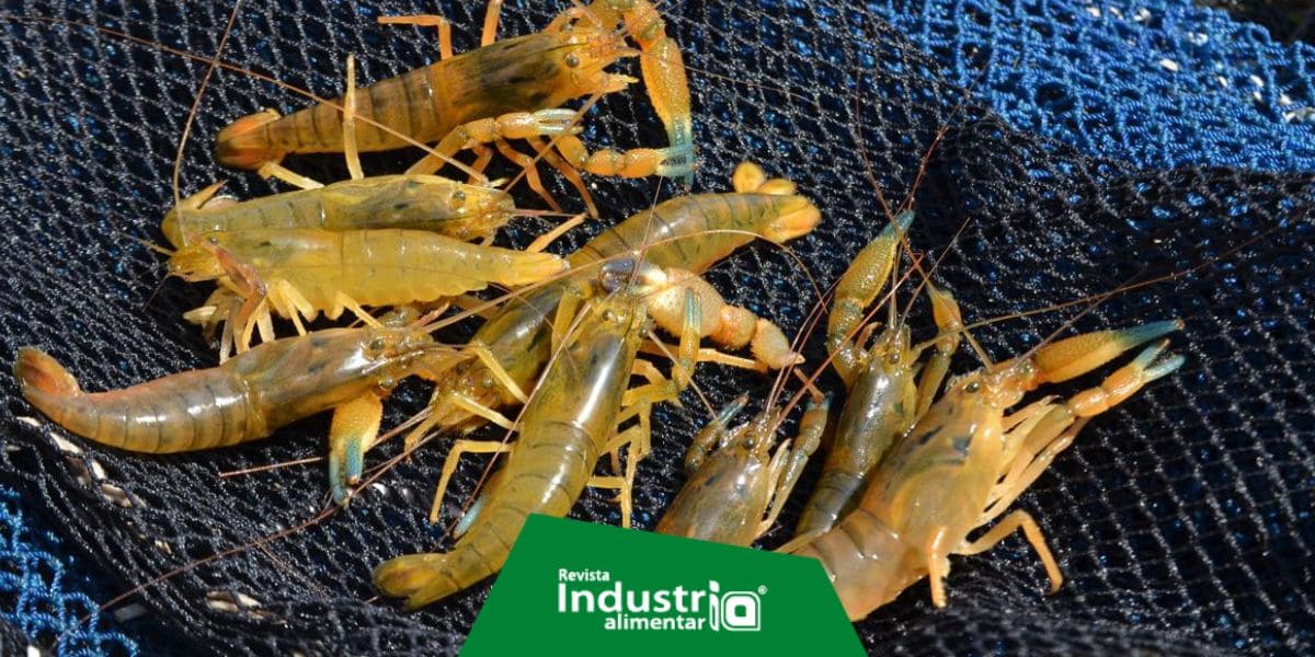Día Mundial de la Acuicultura: Conoce el programa de sostenibilidad que ...