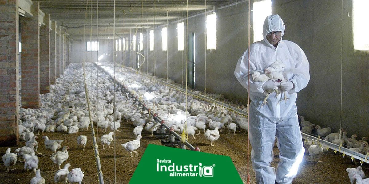 Gripe aviar: 18 preguntas y respuestas sobre la enfermedad que sigue ...