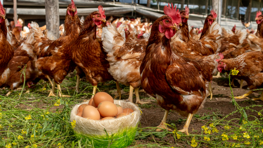 El sector avícola impulsa la economía y la nutrición nacional