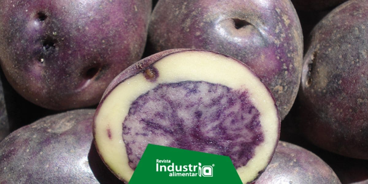 INIA 334 Llapanchispaq: nueva variedad de papa mejorará en 90% la ...