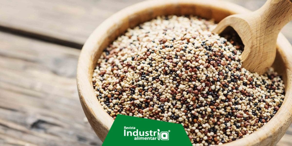 INIA 446-ATIPAQ es la nueva variedad de quinua con alta capacidad ...