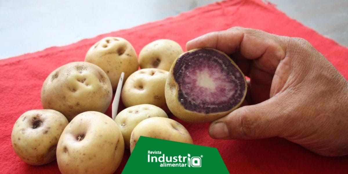 INIA realiza estudios genéticos en papa nativa empleando técnicas modernas