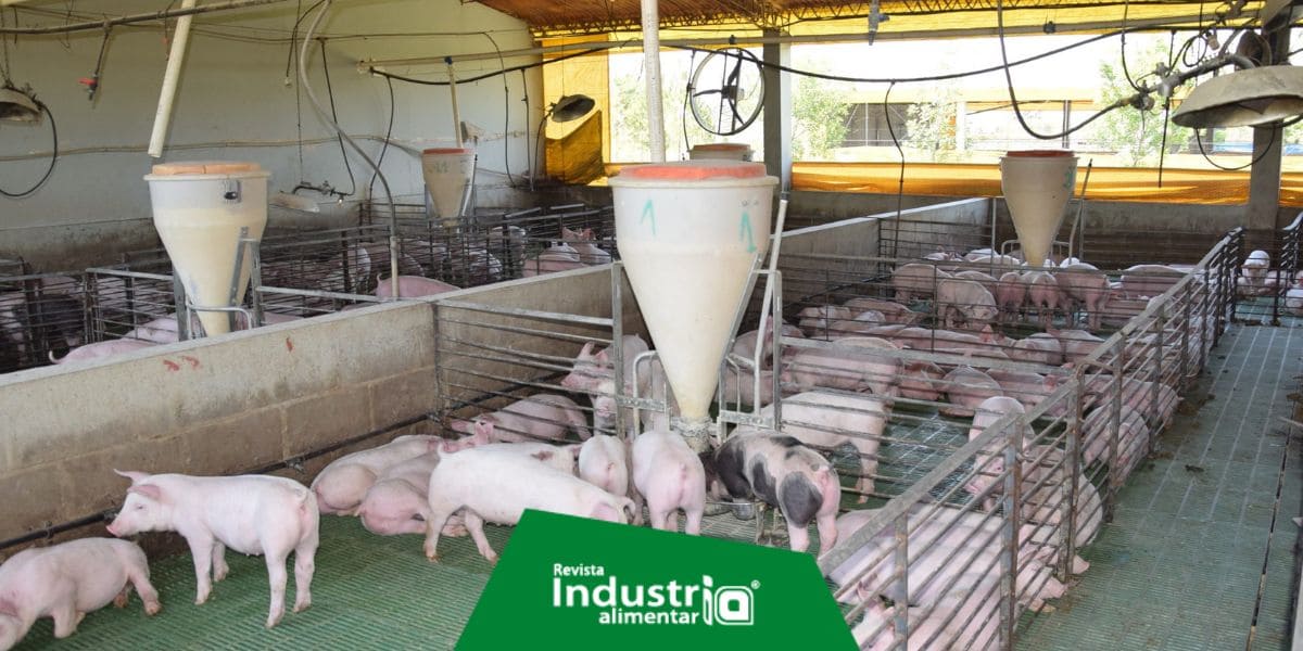 Innovación en la producción porcina: tecnologías para optimizar la ...