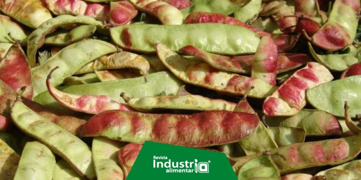 Investigación revela que la goma de tara es un ingrediente bioplástico ...
