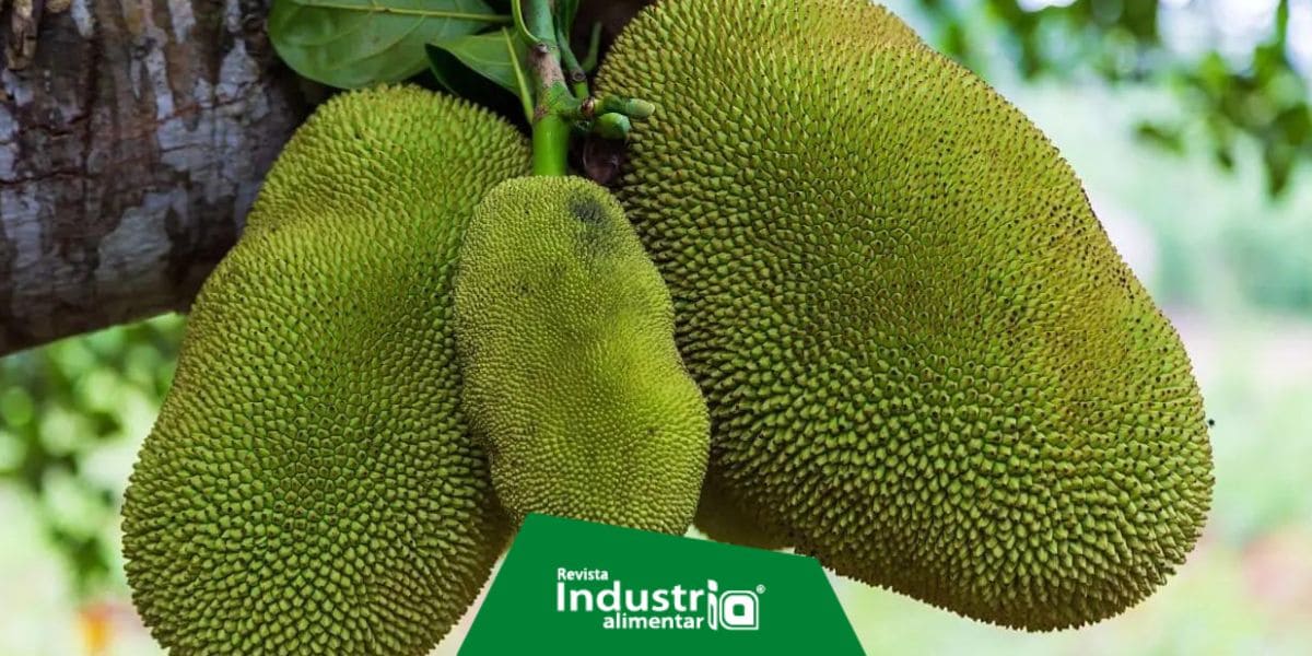 La yaca podría ser considerada el superalimento del futuro bajo estas ...