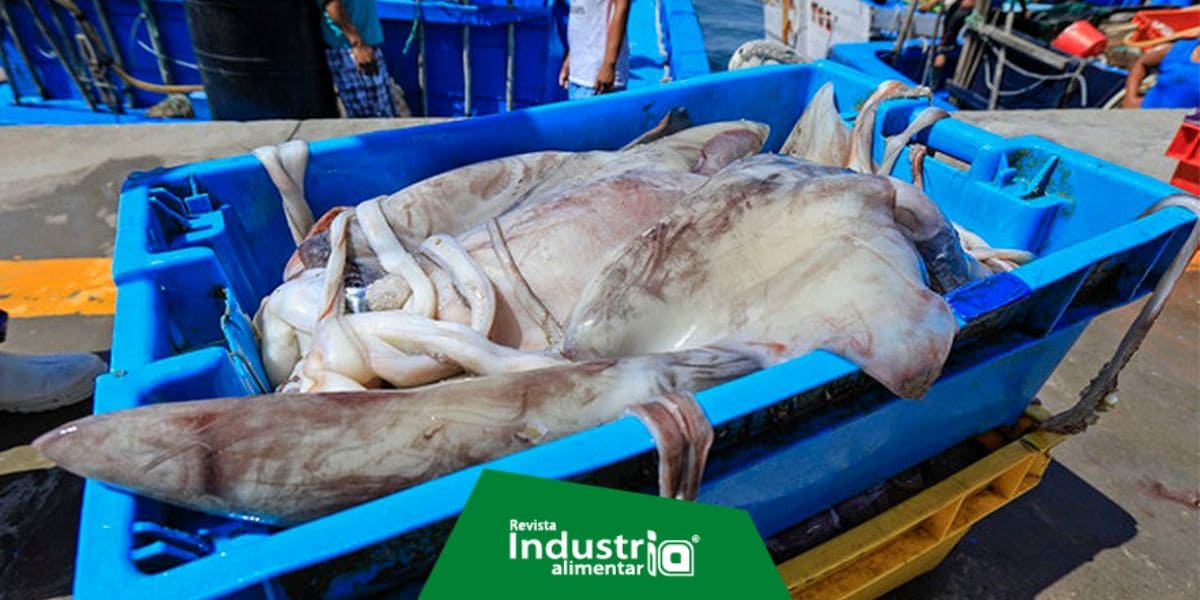 Las exportaciones peruanas de pota o calamar gigante se triplicaron ...
