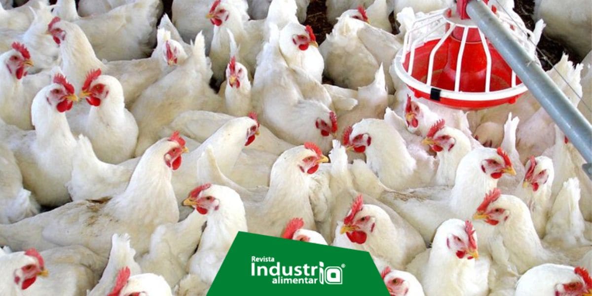 Más de 1,500 granjas avícolas en Perú refuerzan protocolo para detener ...