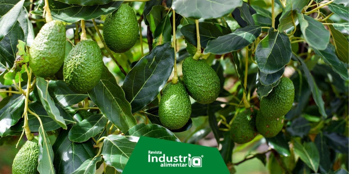 Palta peruana proyecta un 13% más de exportaciones este 2023