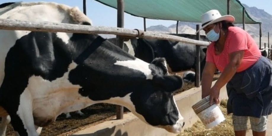Perú se ubica en el cuarto puesto de países con más vacas en Sudamérica