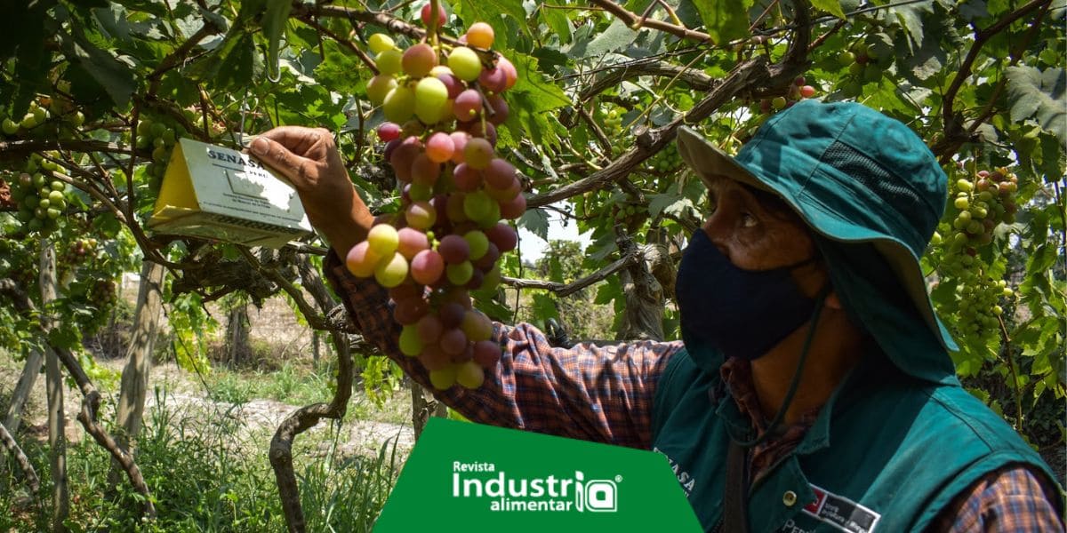 Perú se ubicaría entre los 10 principales exportadores de frutas del ...