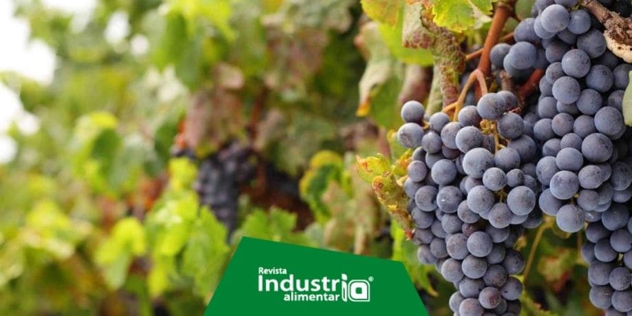 Perú supera a Chile y se convierte en el mayor exportador mundial de uvas