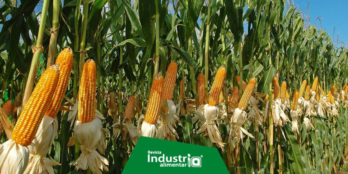 Producción nacional de maíz amarillo duro alcanzo las 1.233.000 ...