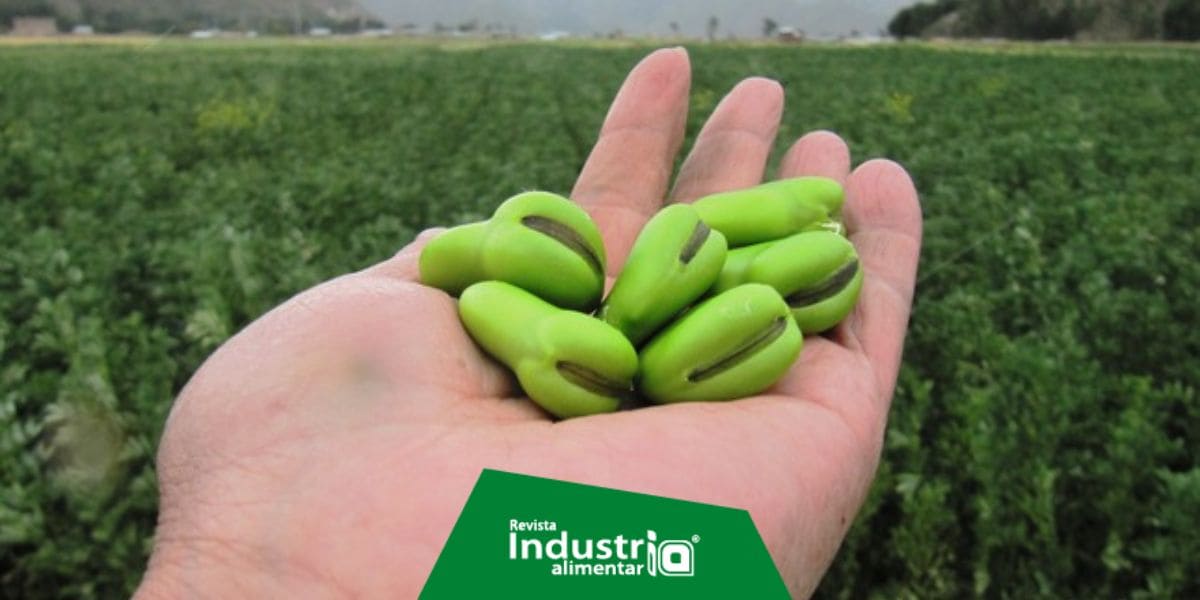 Productores incrementan producción de leguminosas con alta calidad genética