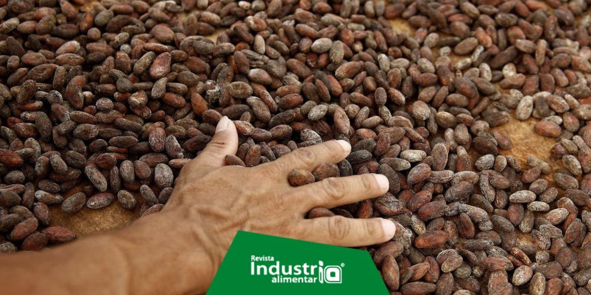 Secar el cacao justo después de la cosecha mejora su aroma