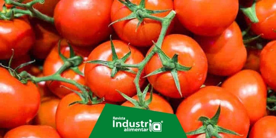 Un invernadero geotérmico permite cultivar tomates los 365 días del año ...