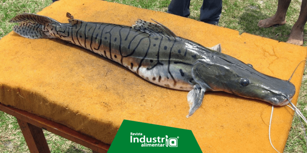 Loreto: científicos crean protocolo de alimentación para optimizar ...