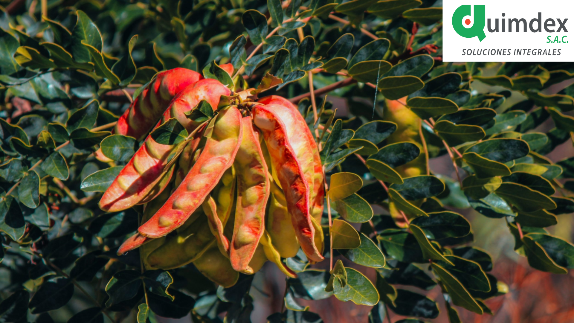 Goma de tara: Un aditivo natural y versátil